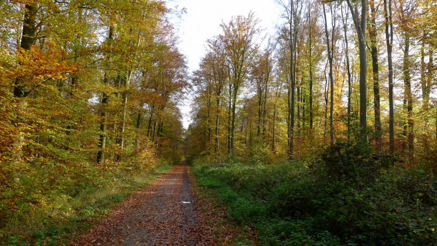 Par une belle journée d'automne... - Cassonade et Camembert