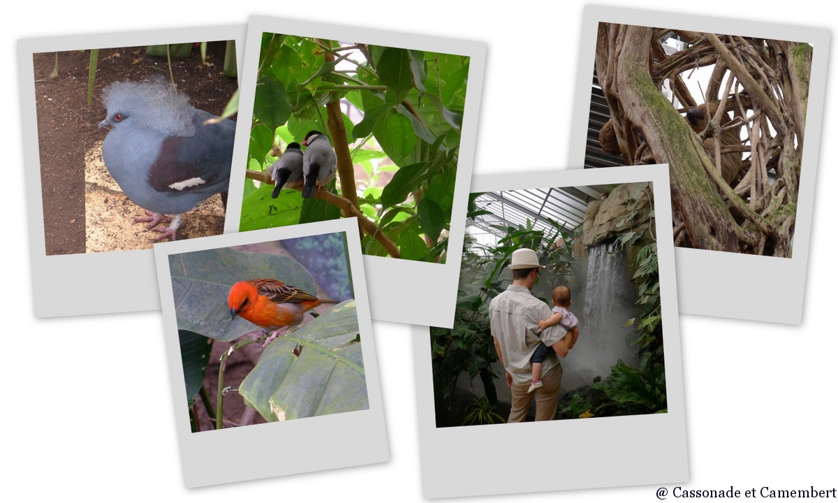 Volière Zoo de Beauval - Cassonade et Camembert