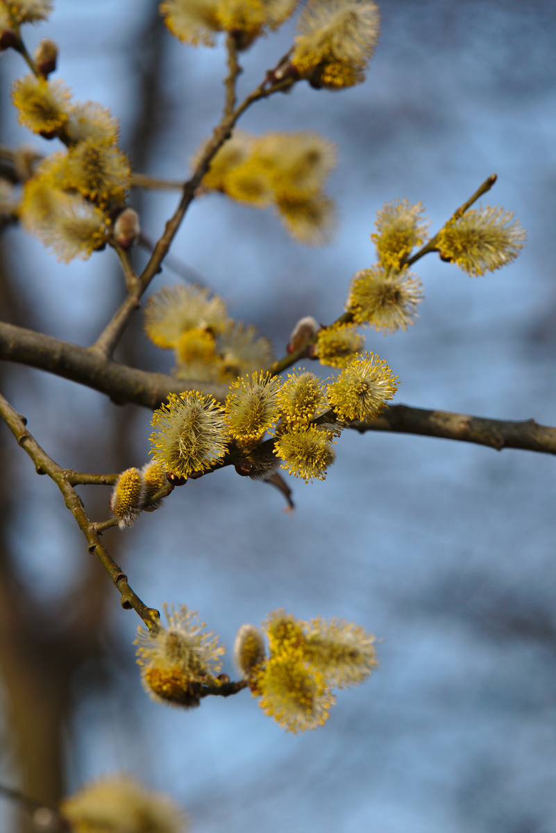 Chatons de saule début du printemps Etang Reinheimer Teich - Cassonade ...